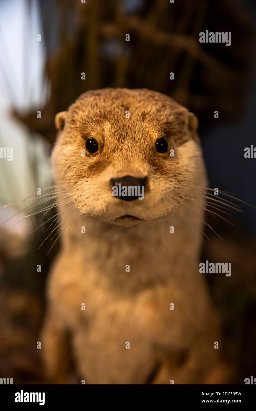 Otter animal taxidermy mount. Looking at camera. Front view. Close up ...