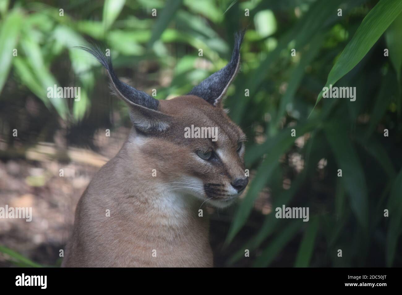 Cat at the National Zoo Stock Photo - Alamy
