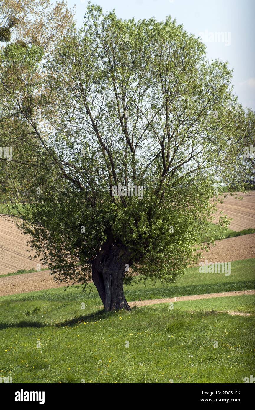 Wierzba biala hi-res stock photography and images - Alamy