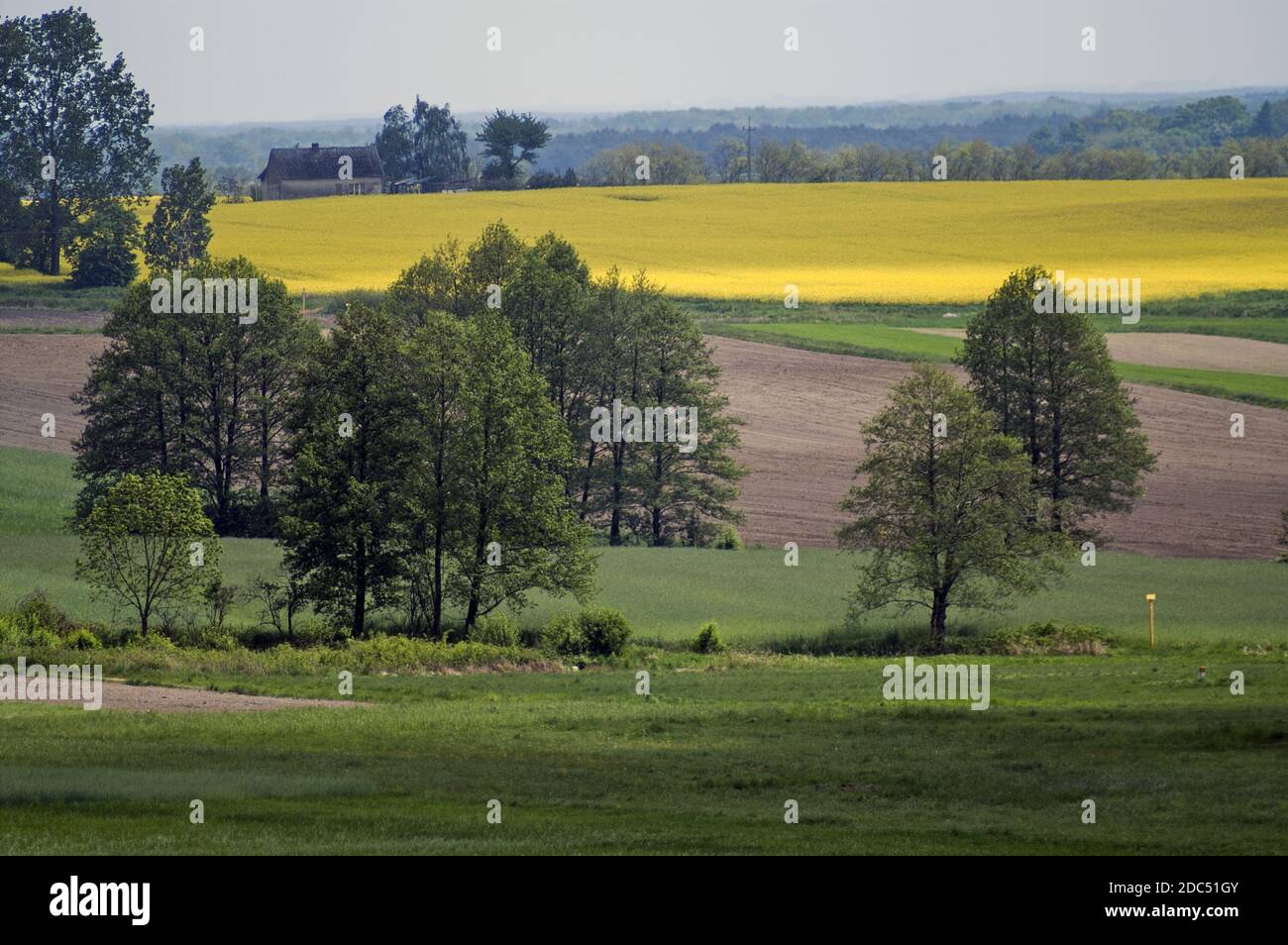 Kwitnacy rzepak hi-res stock photography and images - Alamy