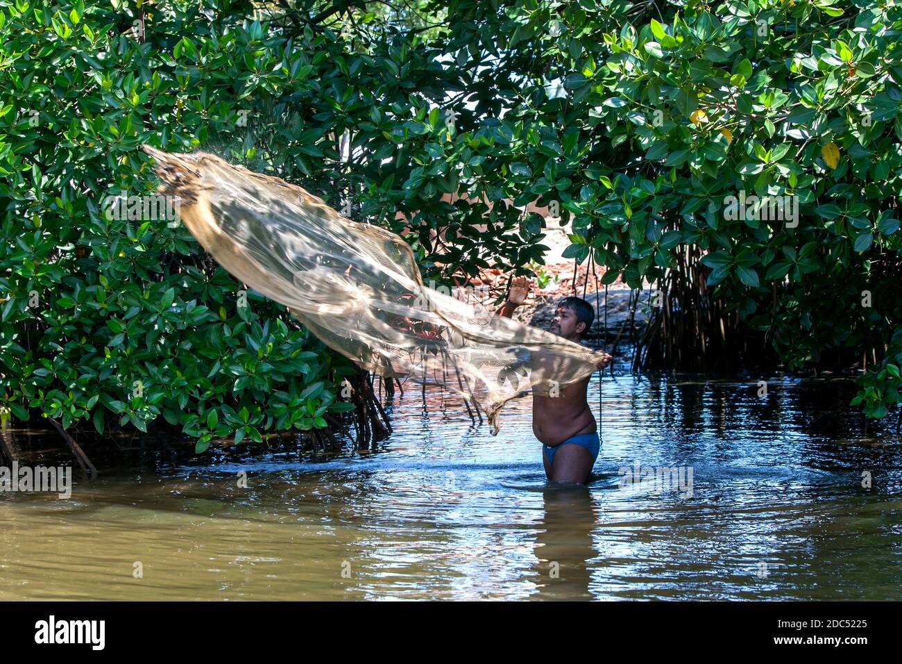 A man casts his fishing net into a lagoon adjacent to mangrove trees at ...
