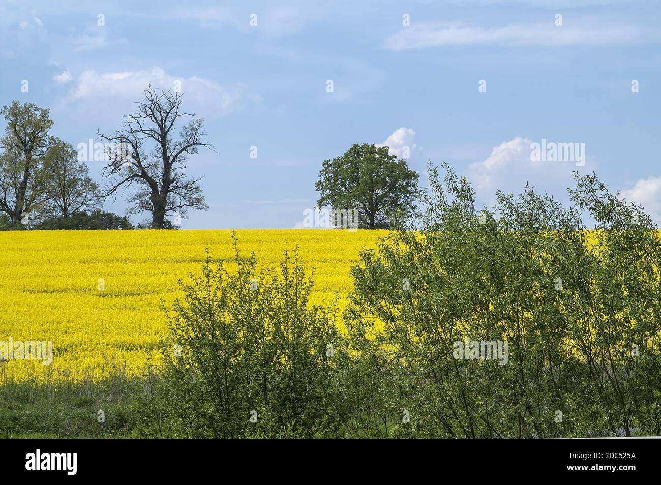 Polska, Poland, Polen, Lower Silesia, Niederschlesien; Blooming ...