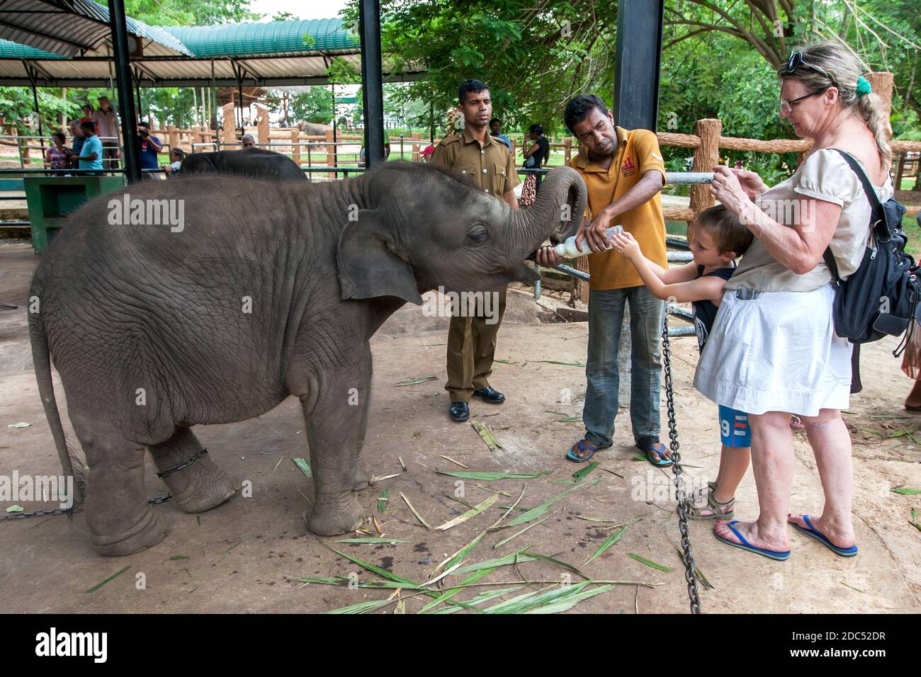 A boy helps to bottle feed milk to one of the orphan elephant calves at ...