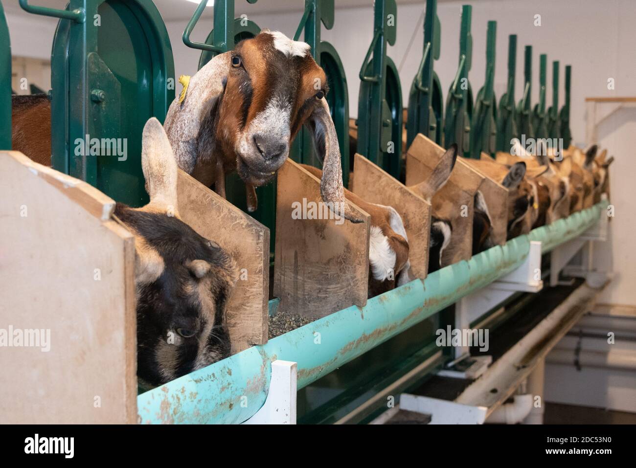 Goats in a stall Stock Photo - Alamy