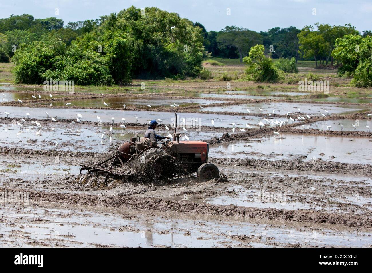 A man on a tractor ploughing rice paddy fields north of Anuradhapura in ...