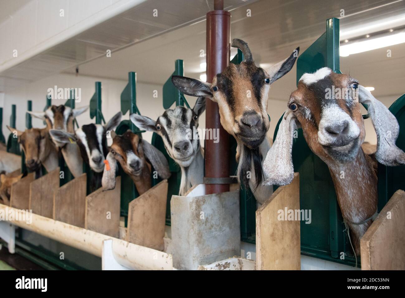 Goats in a stall Stock Photo - Alamy