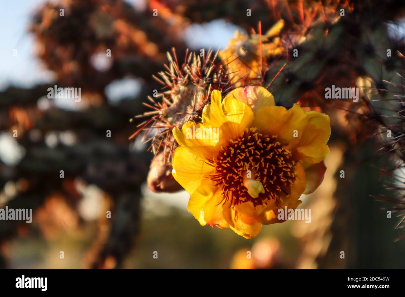 Orange and Yellow Arizona Desert Cactus Stock Photo - Alamy