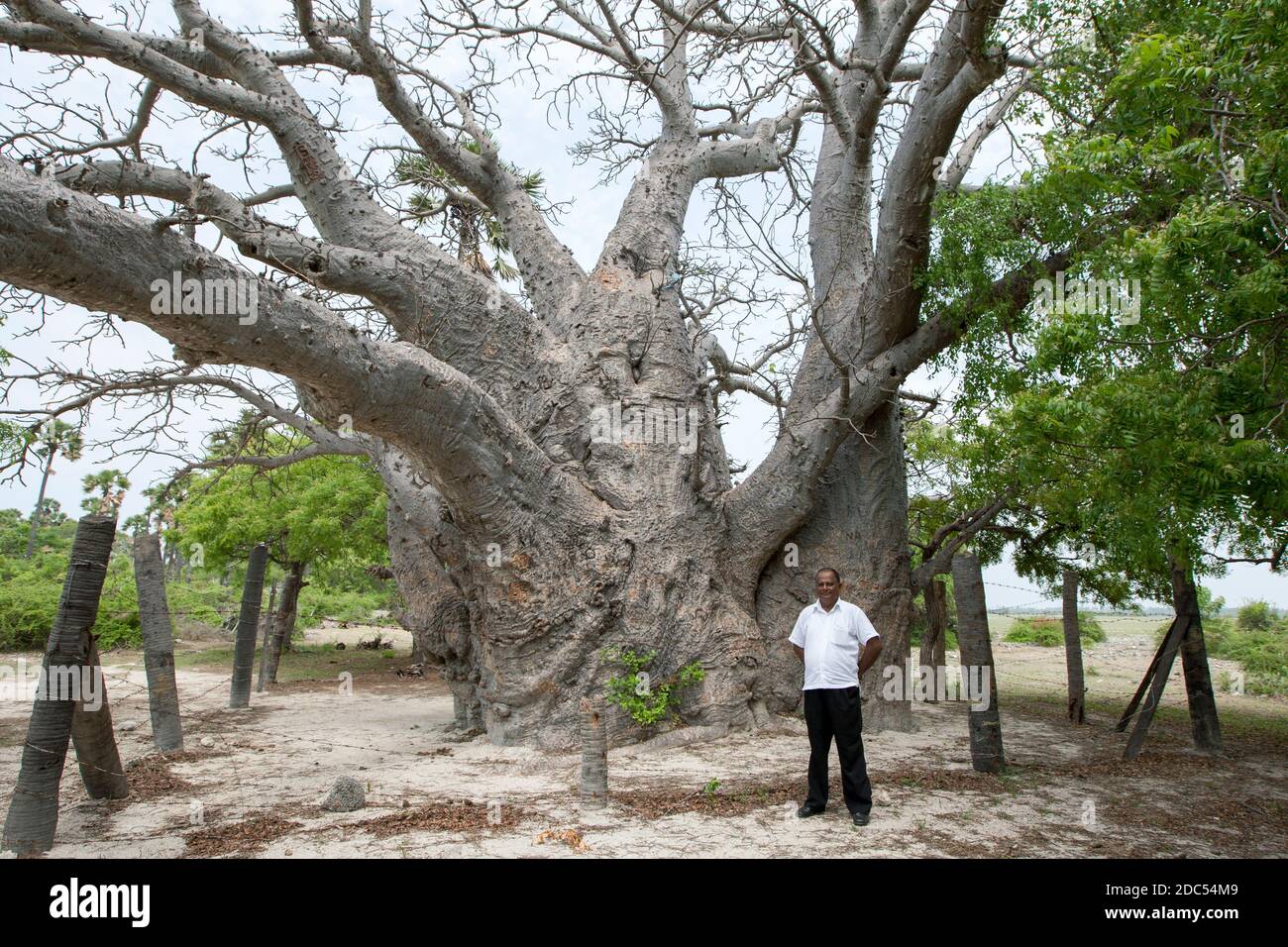 A baobab tree believed to be around 500 years old on Delft Island in ...