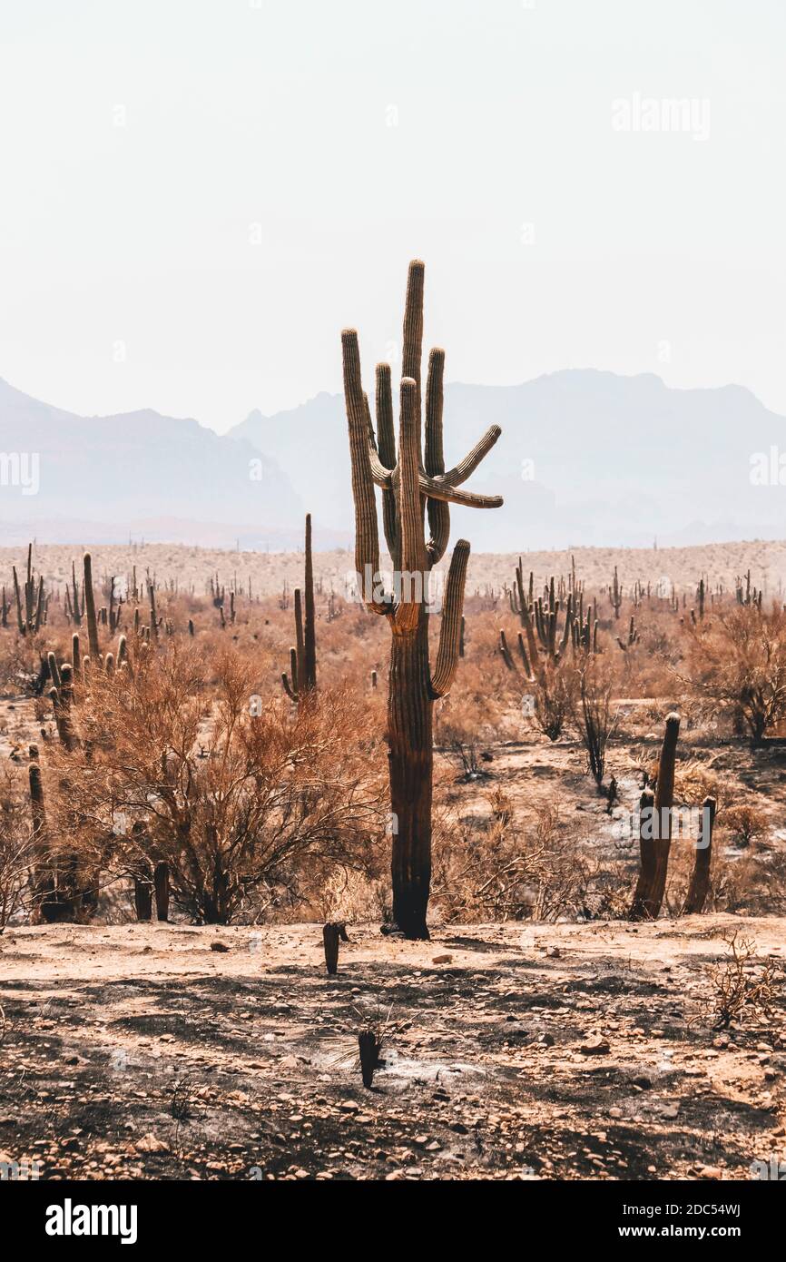 Saguaro after a Desert Fire Near Phoenix Arizona Stock Photo - Alamy