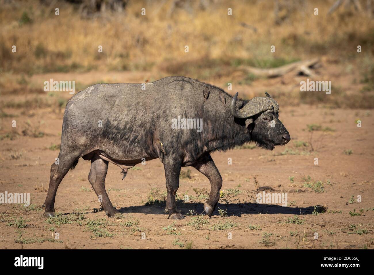 Ox peckers on back of cape buffalo hi-res stock photography and images ...