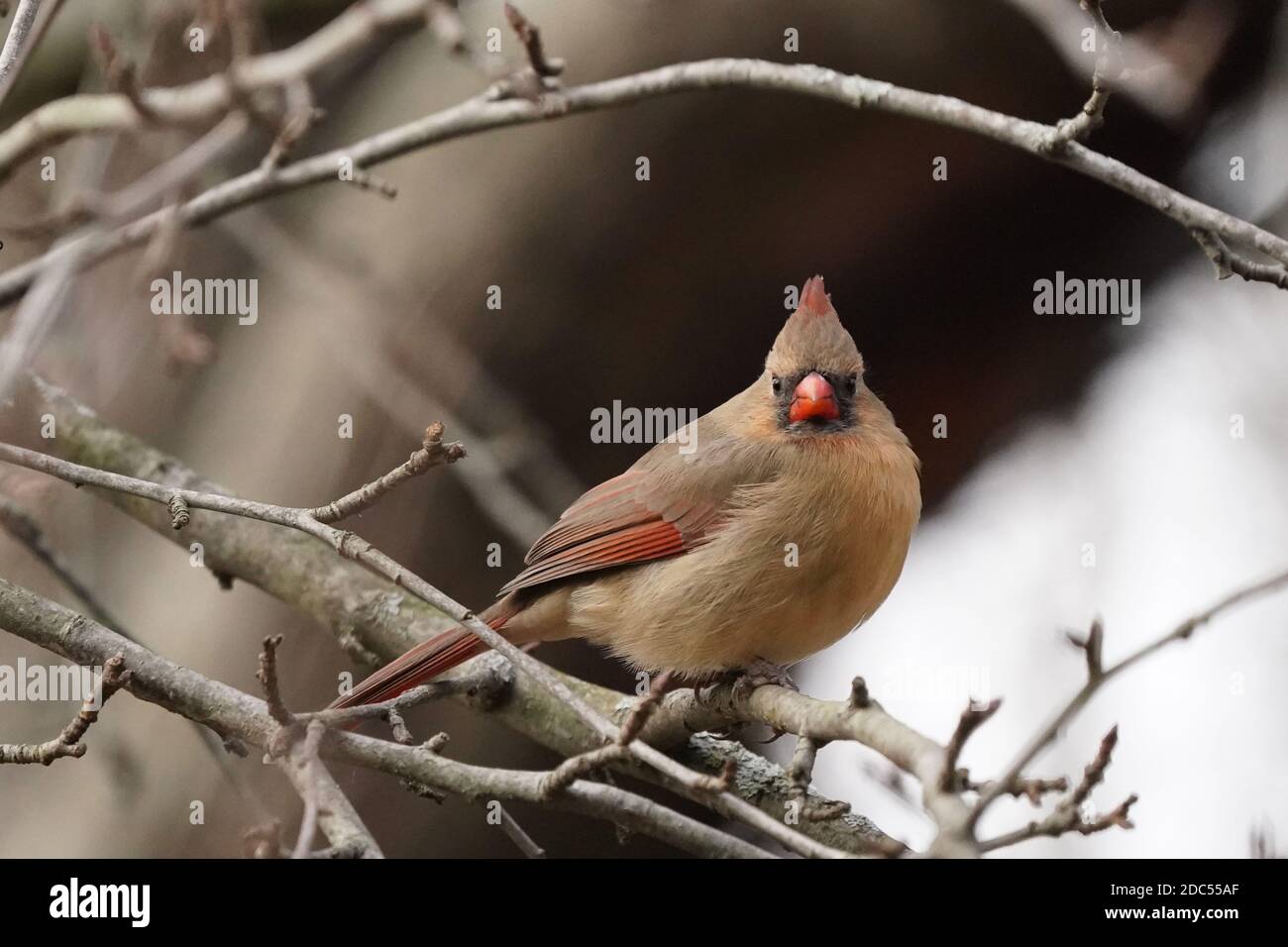 Cardinals in the wild Stock Photo - Alamy