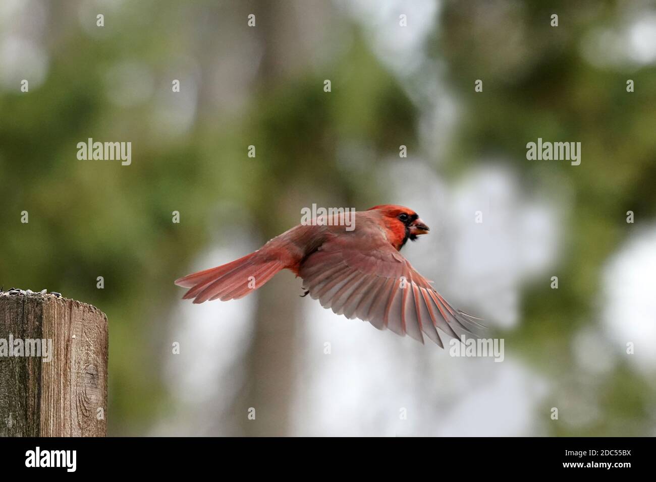 Juvenile Northern Cardinals High Resolution Stock Photography and ...