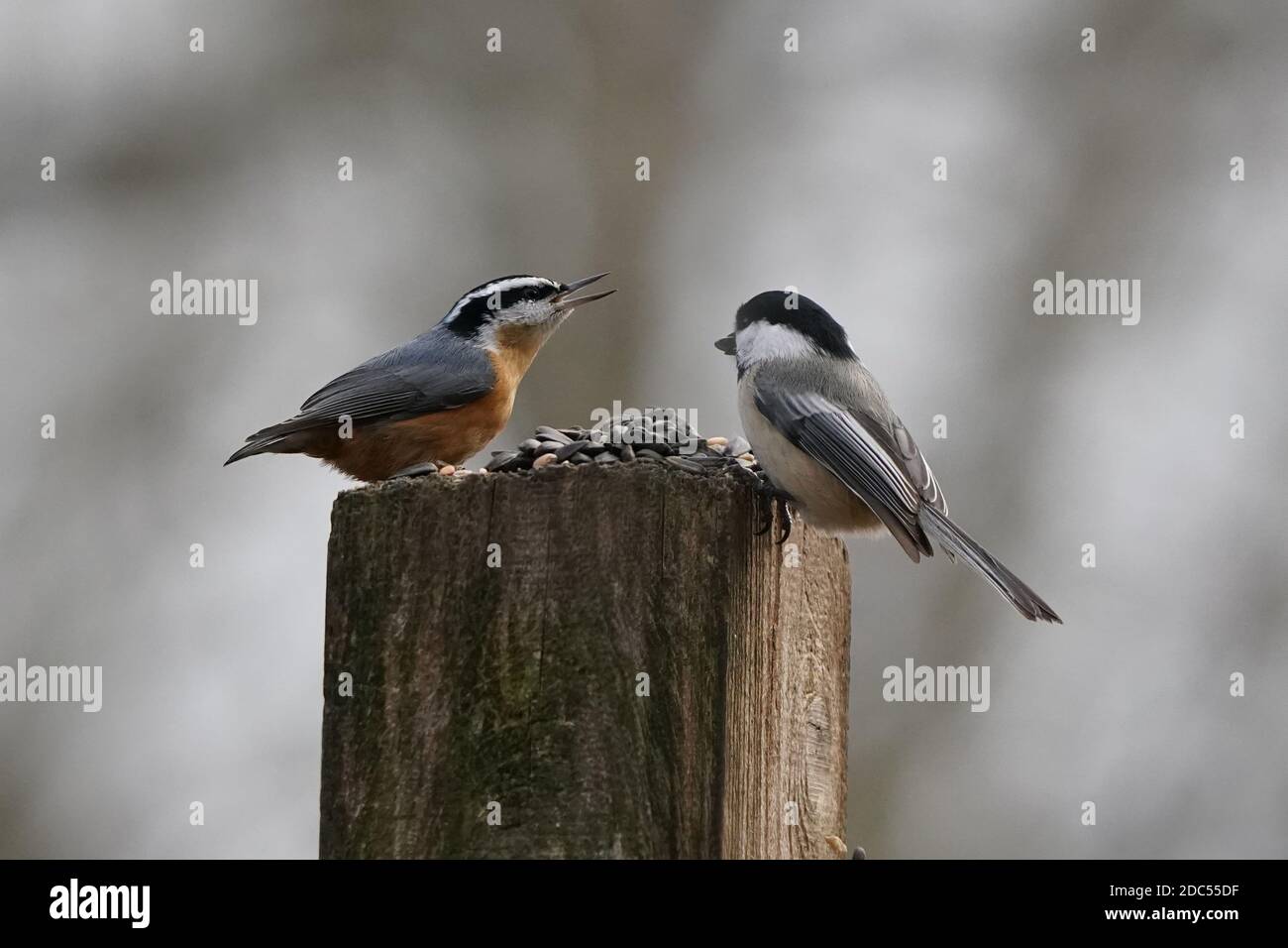 Nuthatches fighting over food Stock Photo - Alamy