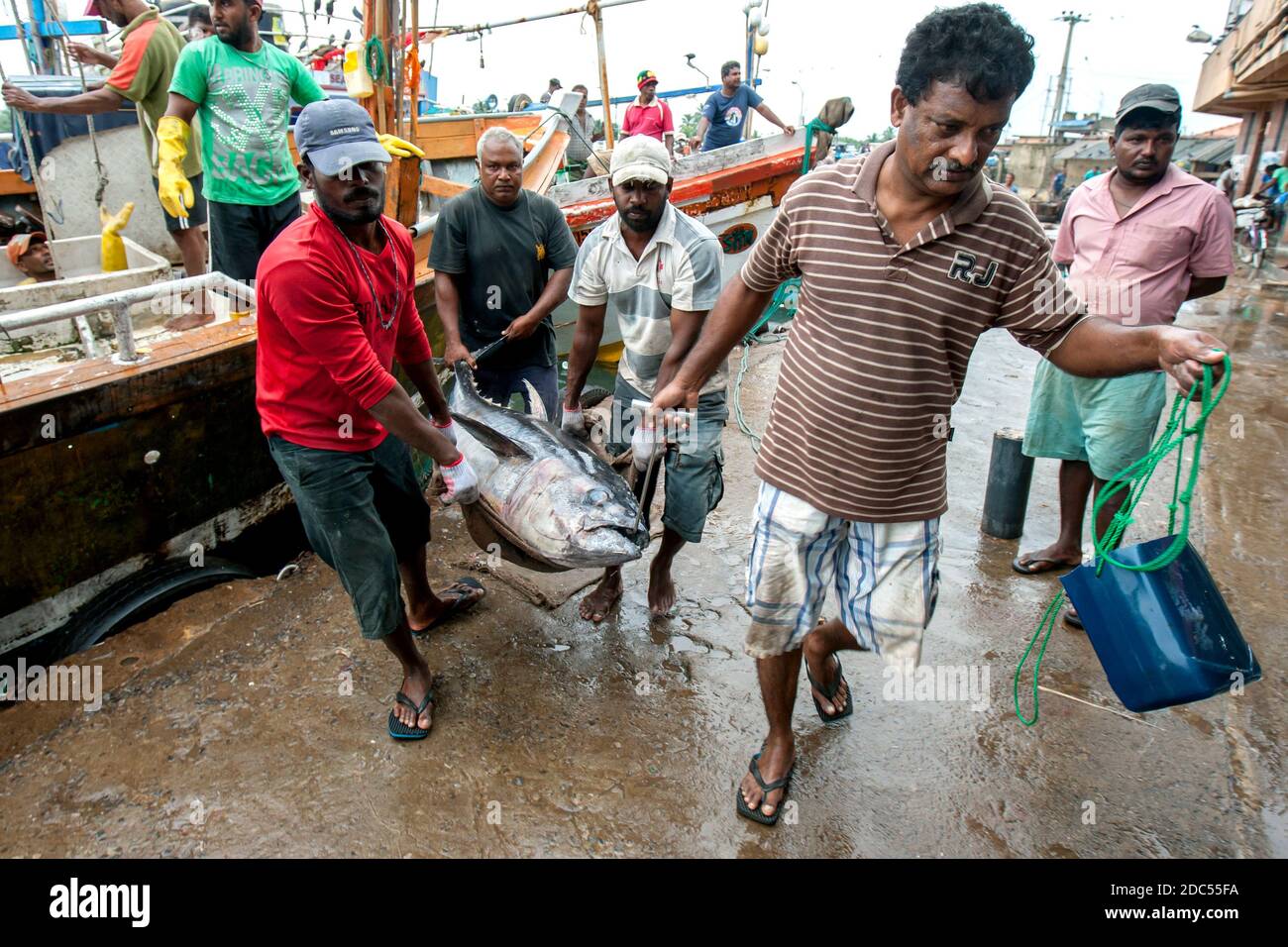 Yellow fin tuna in sri lanka hi-res stock photography and images - Alamy