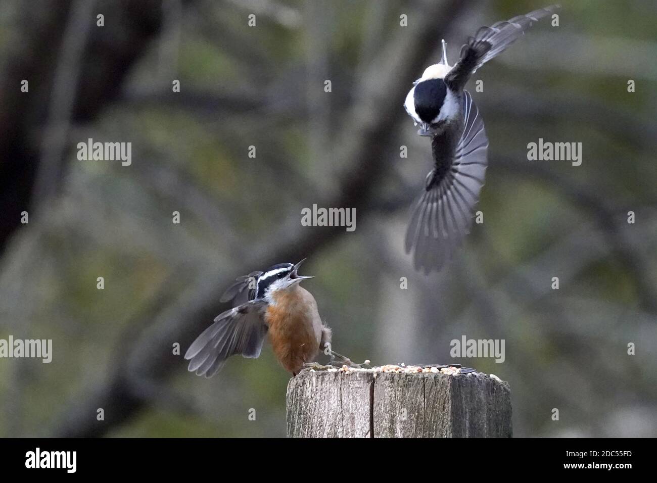 Nuthatches white and red breasted hi-res stock photography and images ...