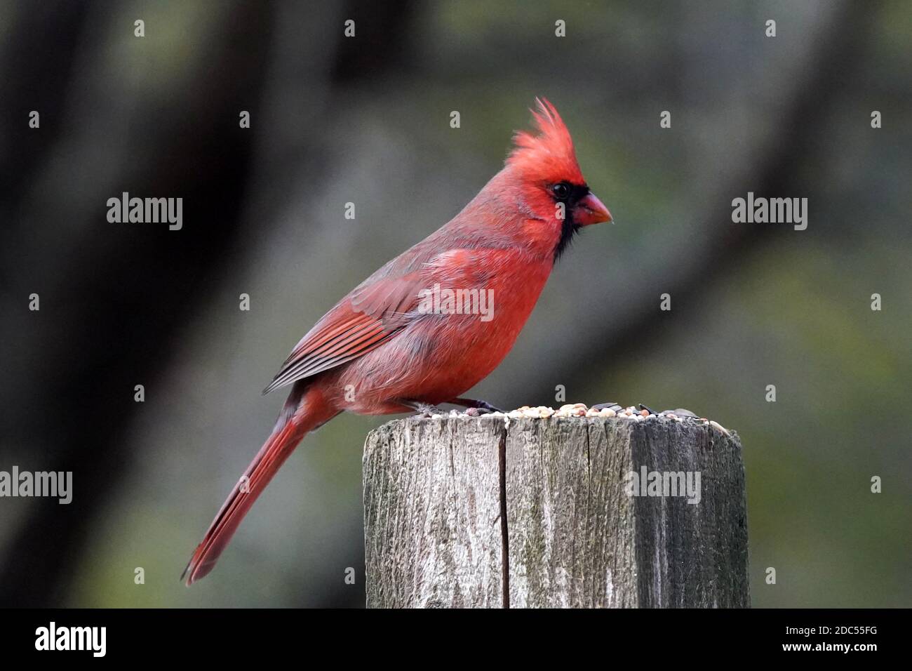 Juvenile northern cardinals hi-res stock photography and images - Alamy