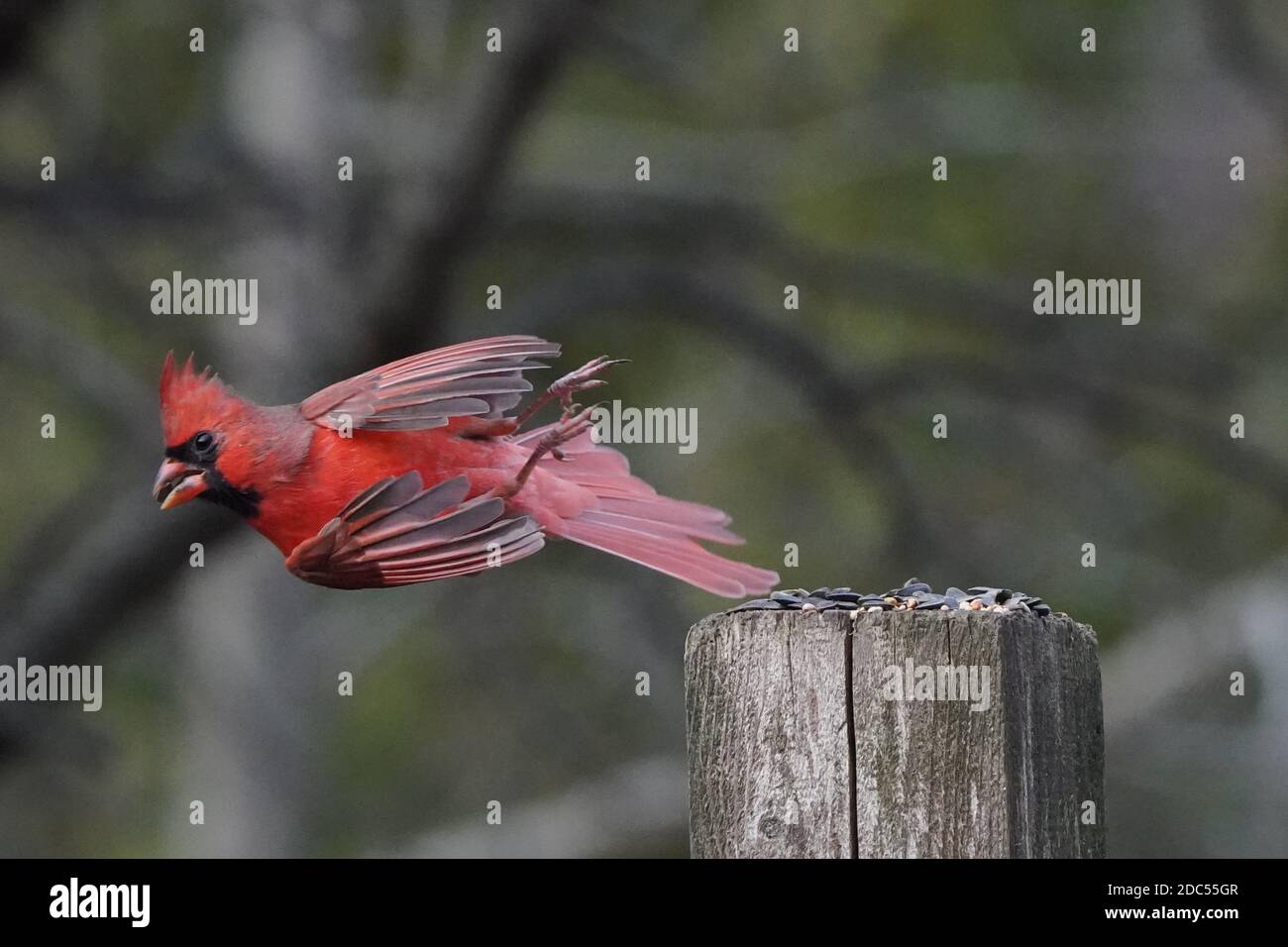 Juvenile northern cardinal hi-res stock photography and images - Alamy