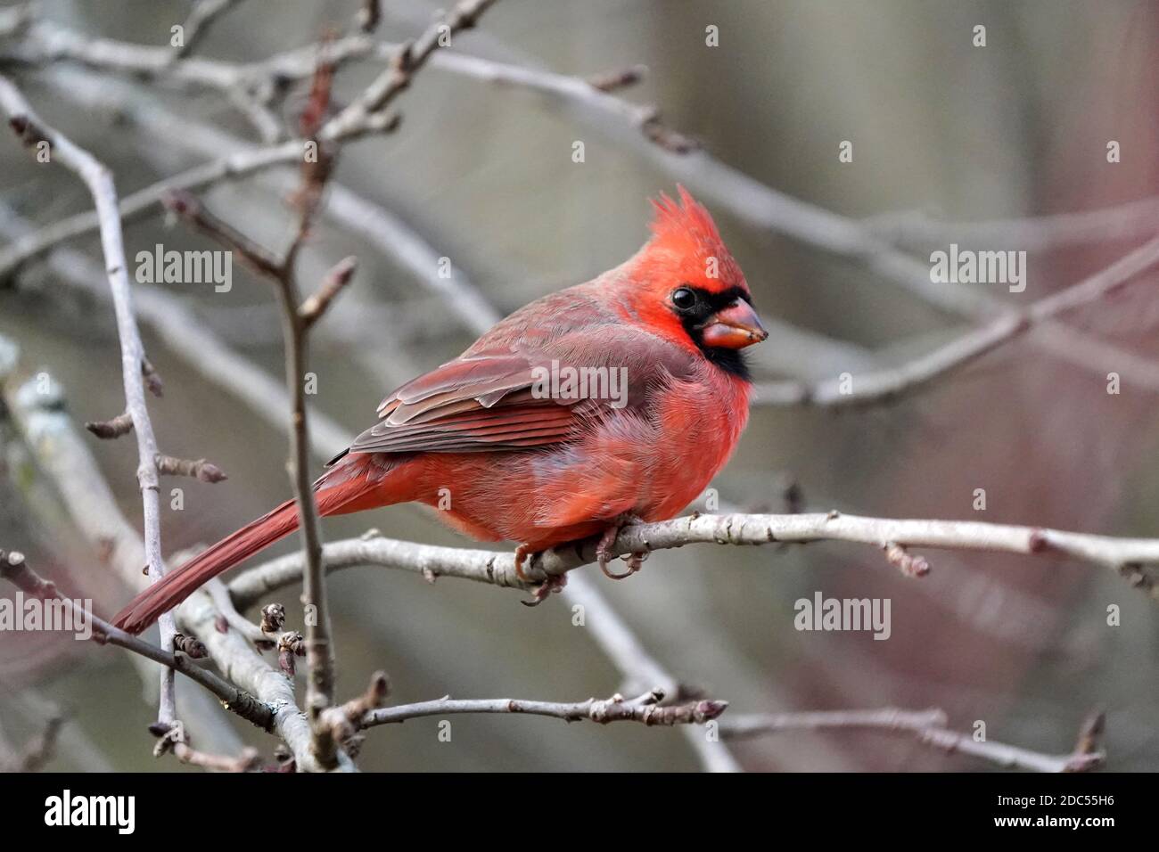 Juvenile Northern Cardinals High Resolution Stock Photography and ...