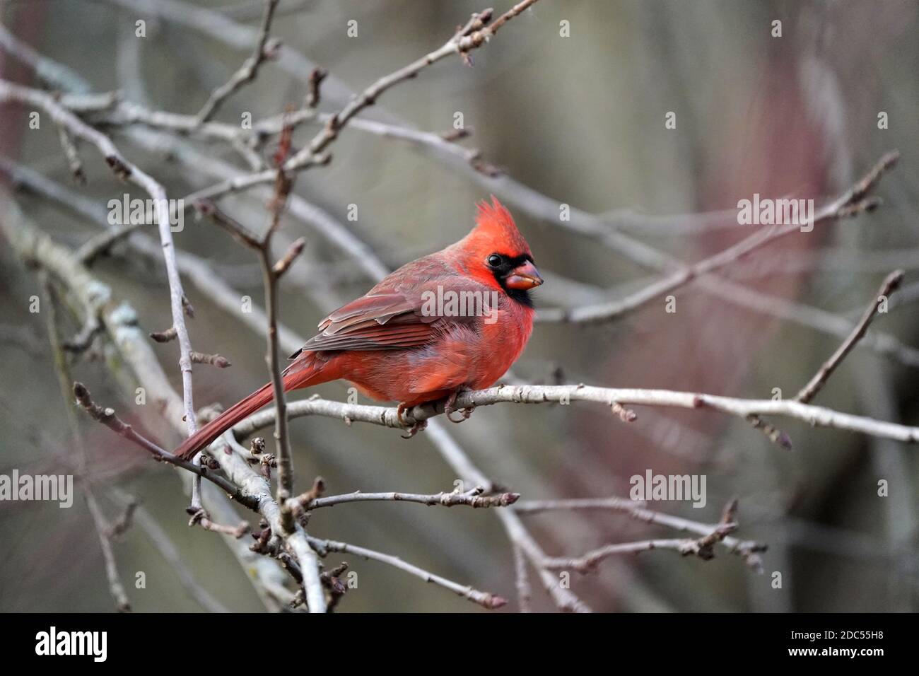Juvenile northern cardinals hi-res stock photography and images - Alamy
