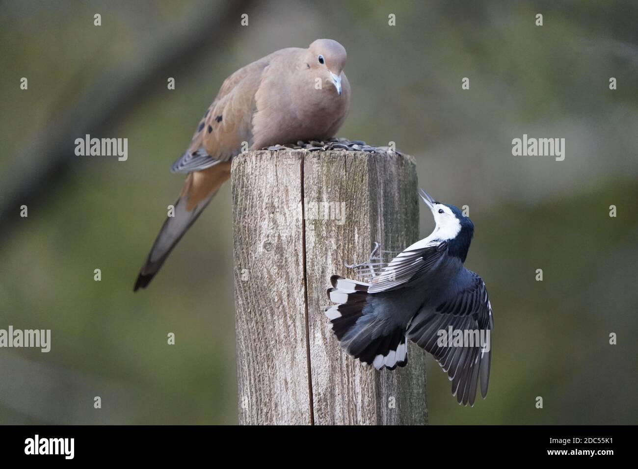 Nuthatches fighting over food Stock Photo - Alamy