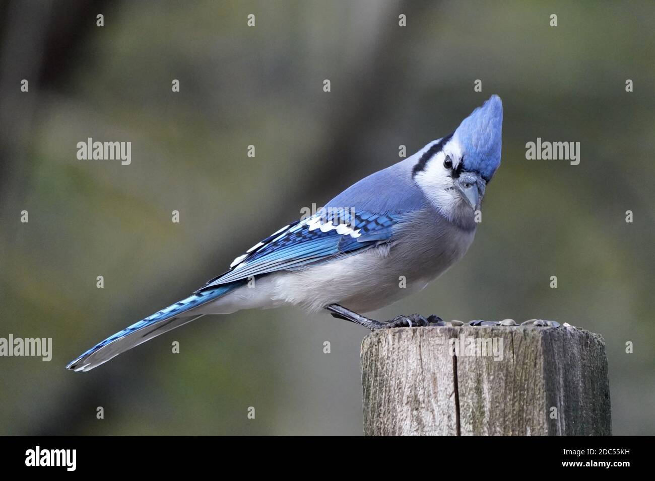 Blue Jays in the forest Stock Photo - Alamy
