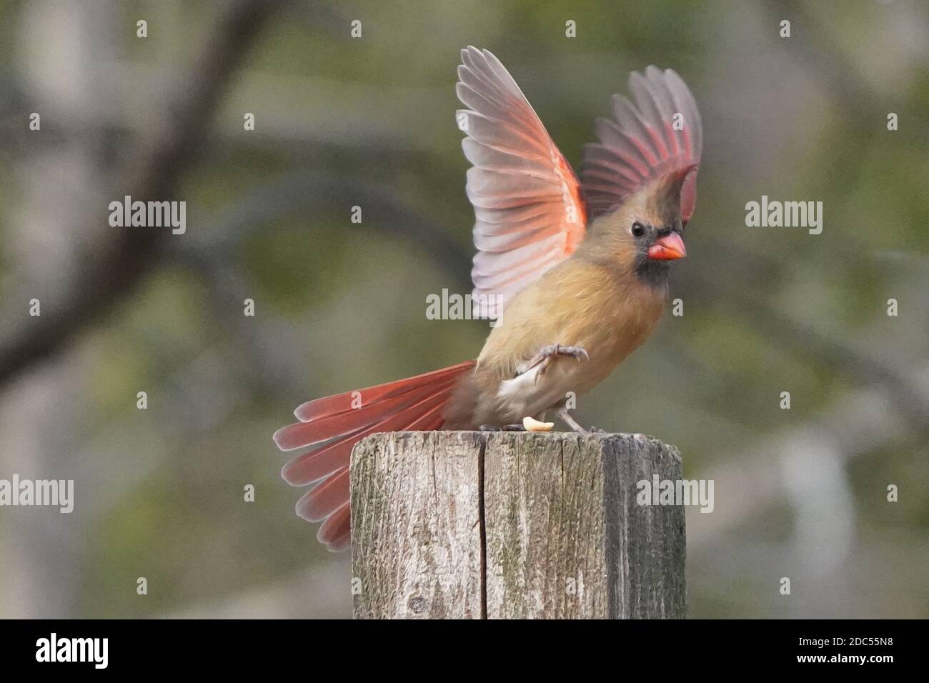Juvenile Northern Cardinals High Resolution Stock Photography and ...