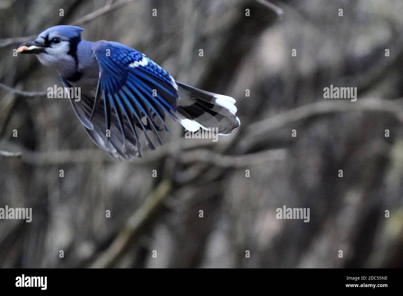 Blue Jays in the forest Stock Photo - Alamy