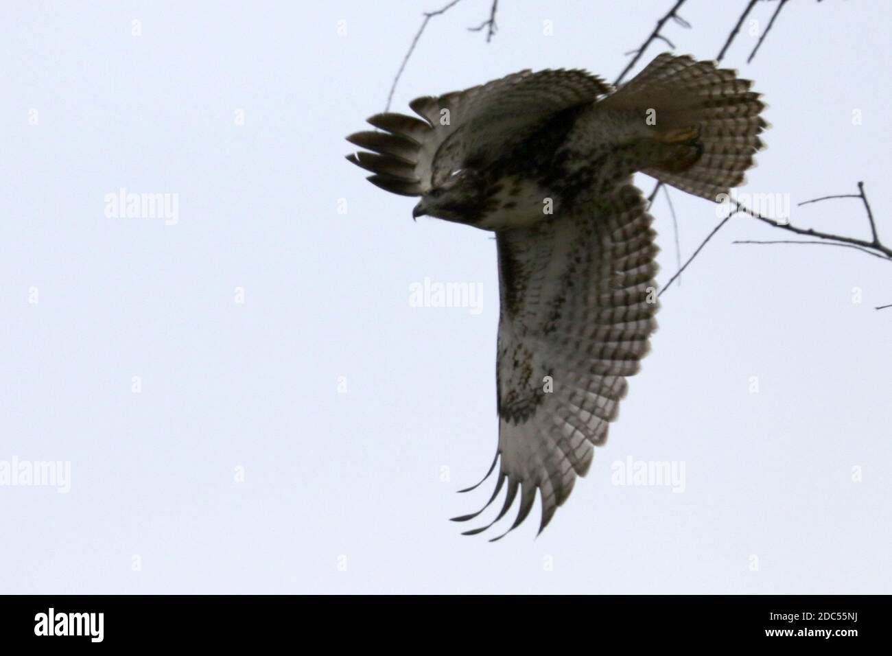 Red tailed hawk taking off beside highway Stock Photo - Alamy