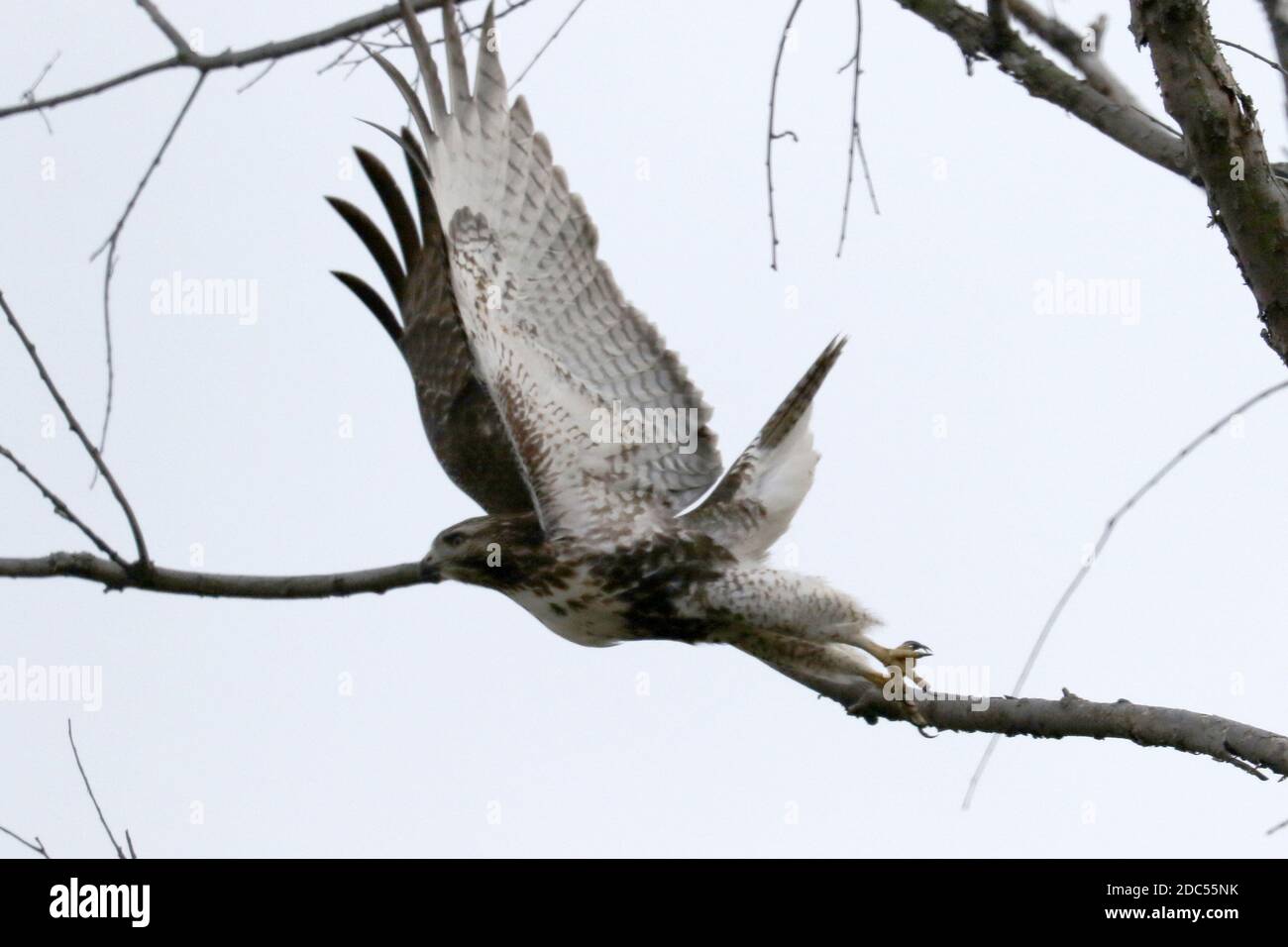 Red tailed hawk taking off beside highway Stock Photo - Alamy