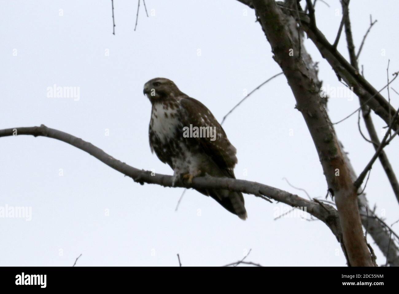 Red tailed hawk taking off beside highway Stock Photo - Alamy