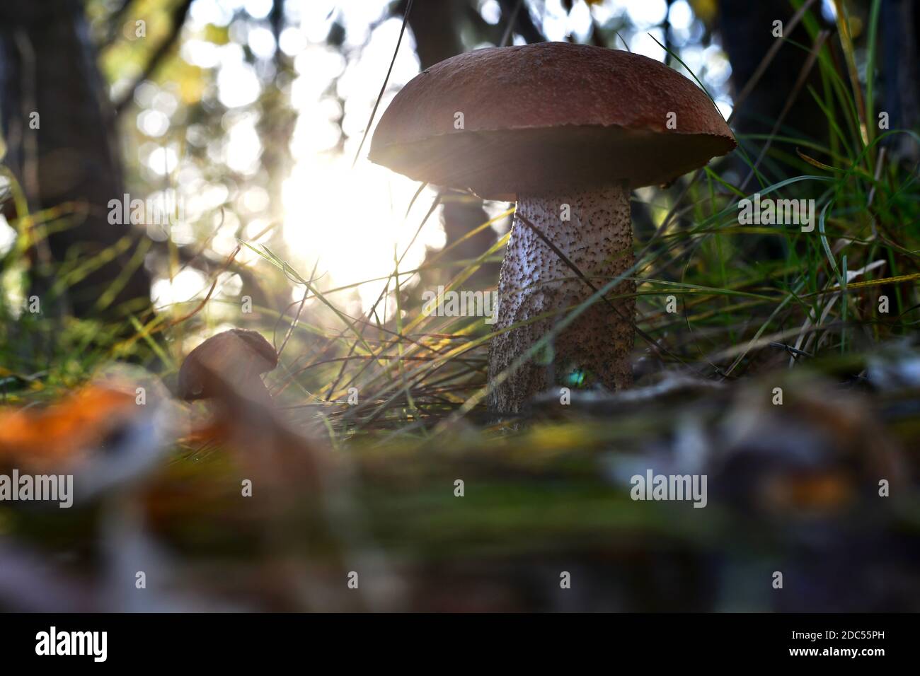 A large boletus mushroom. View from below. With a sun on the horizon ...