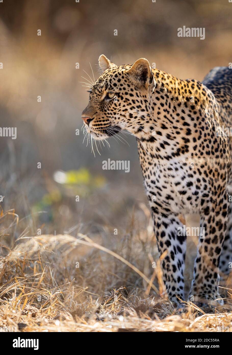 Leopard with long whiskers standing and looking alert in dry grass in ...