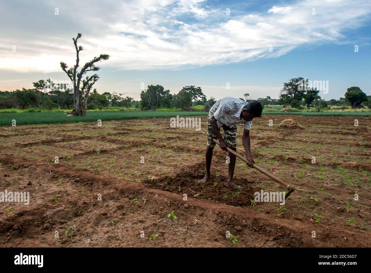 Farmer using hoe hand tool hi-res stock photography and images - Alamy