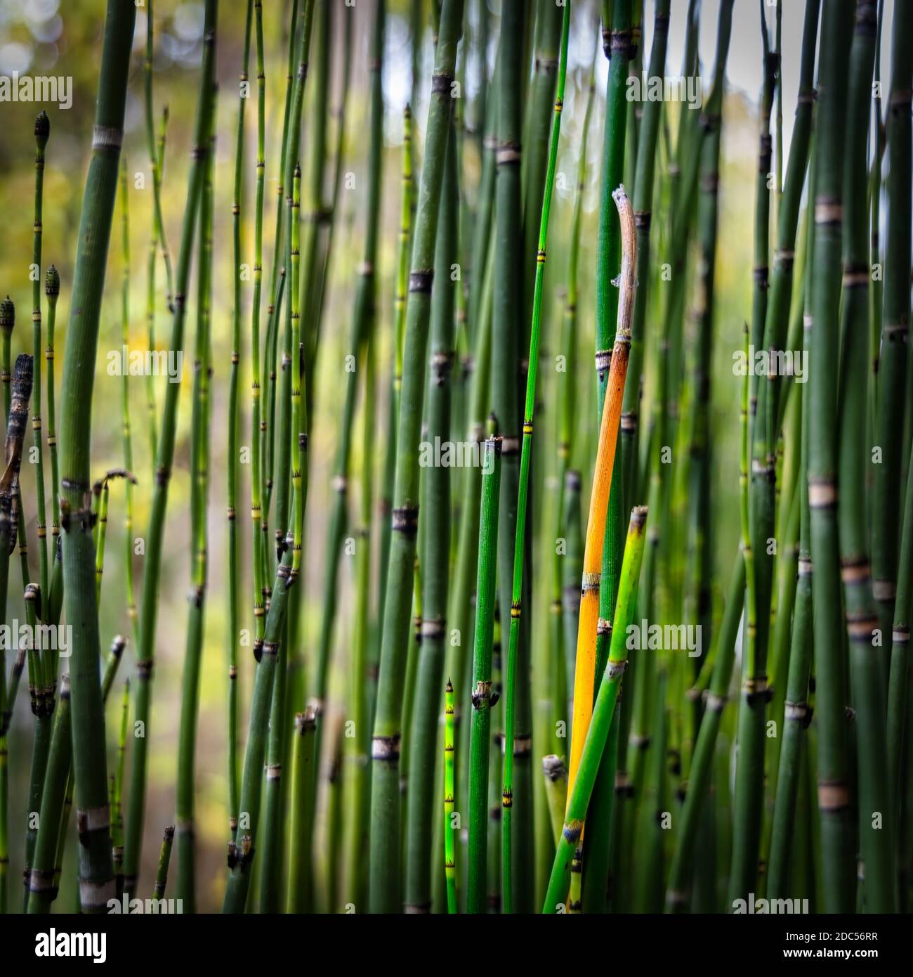 New bamboo plants sprouting up in Kamakura, Japan garden Stock Photo ...
