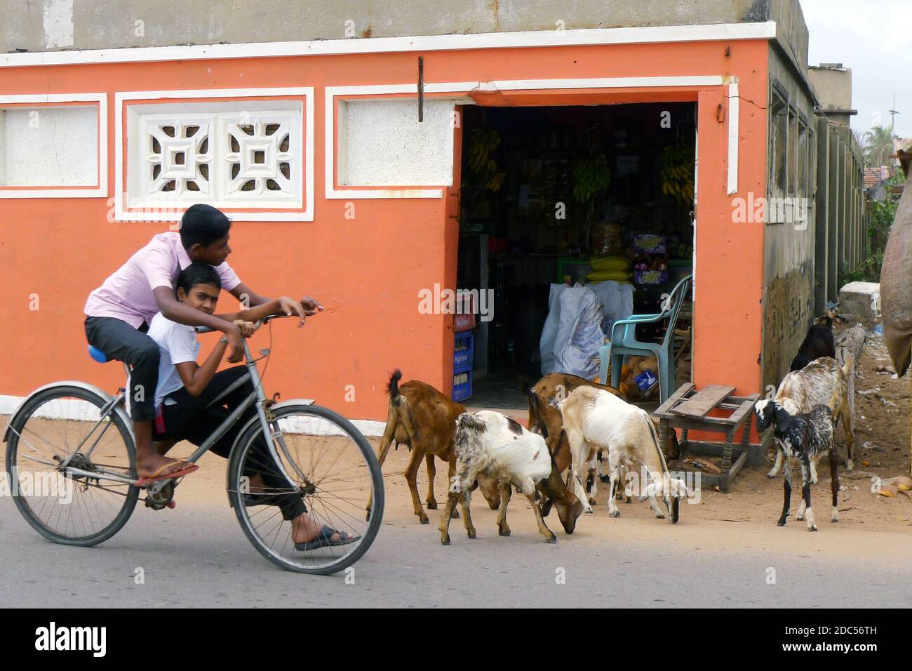 Editorial Use Only Boys on a push bike ride past a herd of goats ...