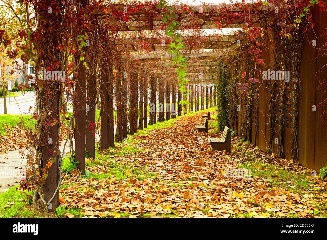 pergola with curved wooden benches full of leaves and autumn atmosphere ...