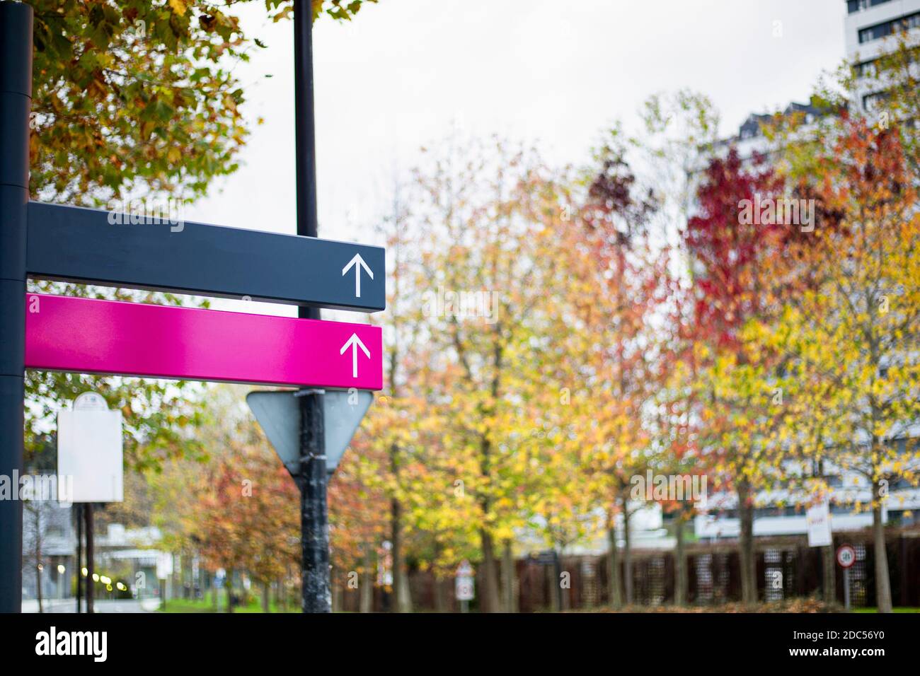 green and purple directional signs with autumn trees background Stock ...