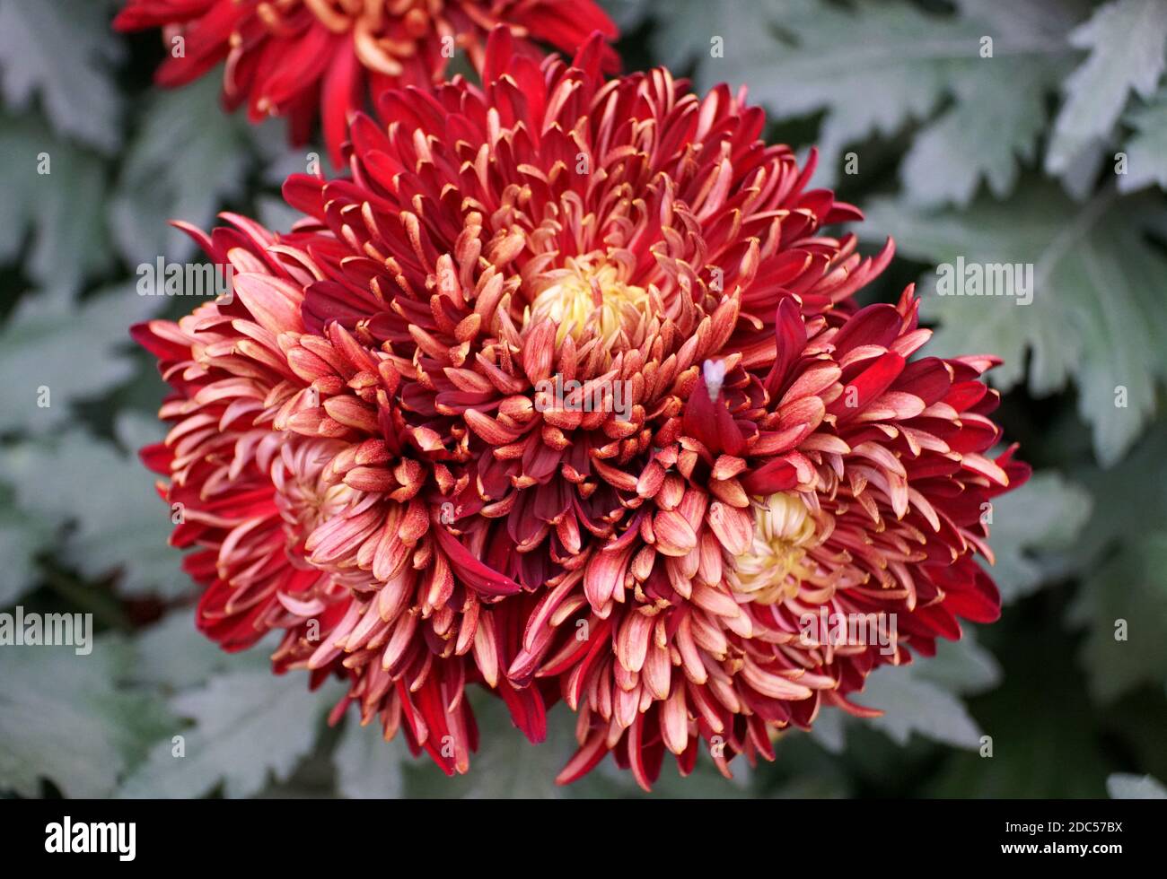 A double bloom dark red color of Reflex mum 'Garnet King' flowers Stock ...