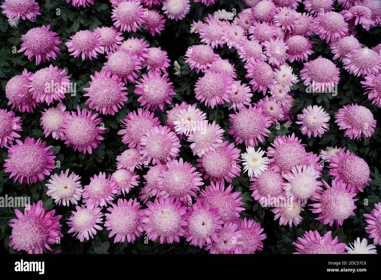 Full bloom anemone hi-res stock photography and images - Alamy