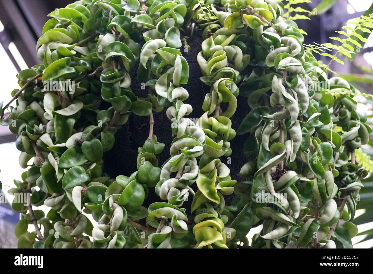 Unique leaves shape of Indian Rope plant from milkweed family Stock ...