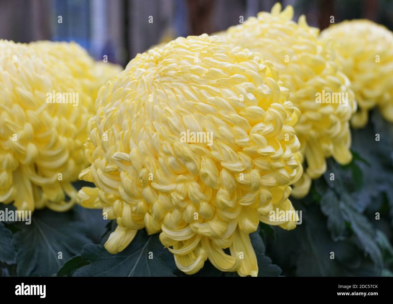 Incurve chrysanthemum hi-res stock photography and images - Alamy