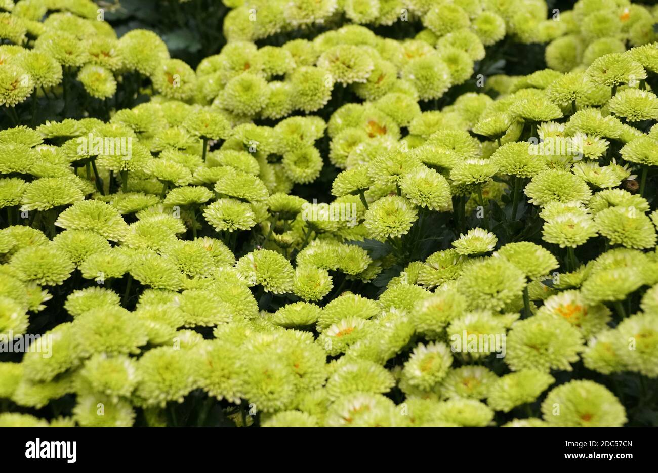 The lime green color of Pompon mum 'Kermit' flowers Stock Photo - Alamy