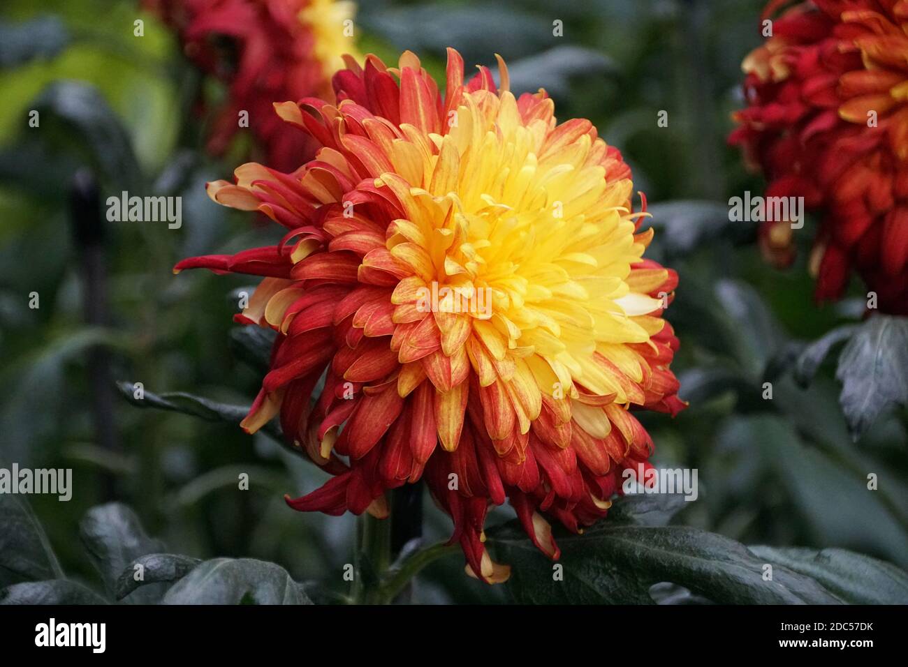 Reflex mum hi-res stock photography and images - Alamy