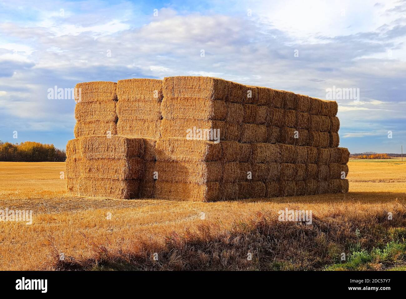 Side view of straw hay bales in a farmers field Stock Photo - Alamy