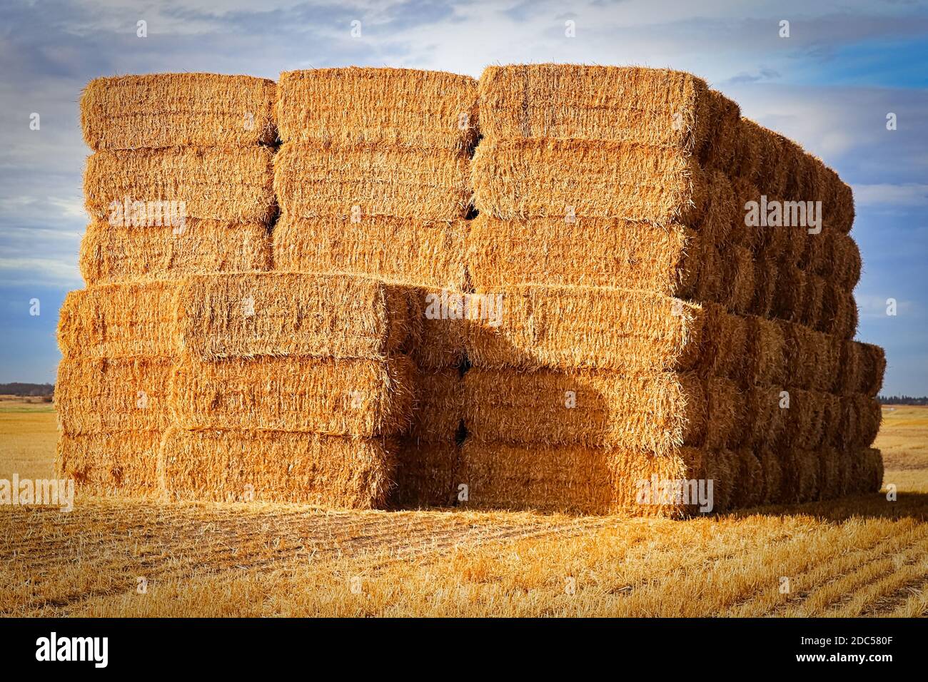 Side view of straw hay bales in a farmers field Stock Photo - Alamy