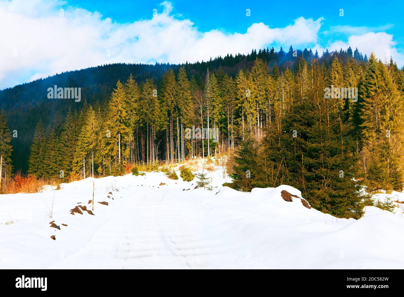 Tall pines snowy scenery hi-res stock photography and images - Alamy