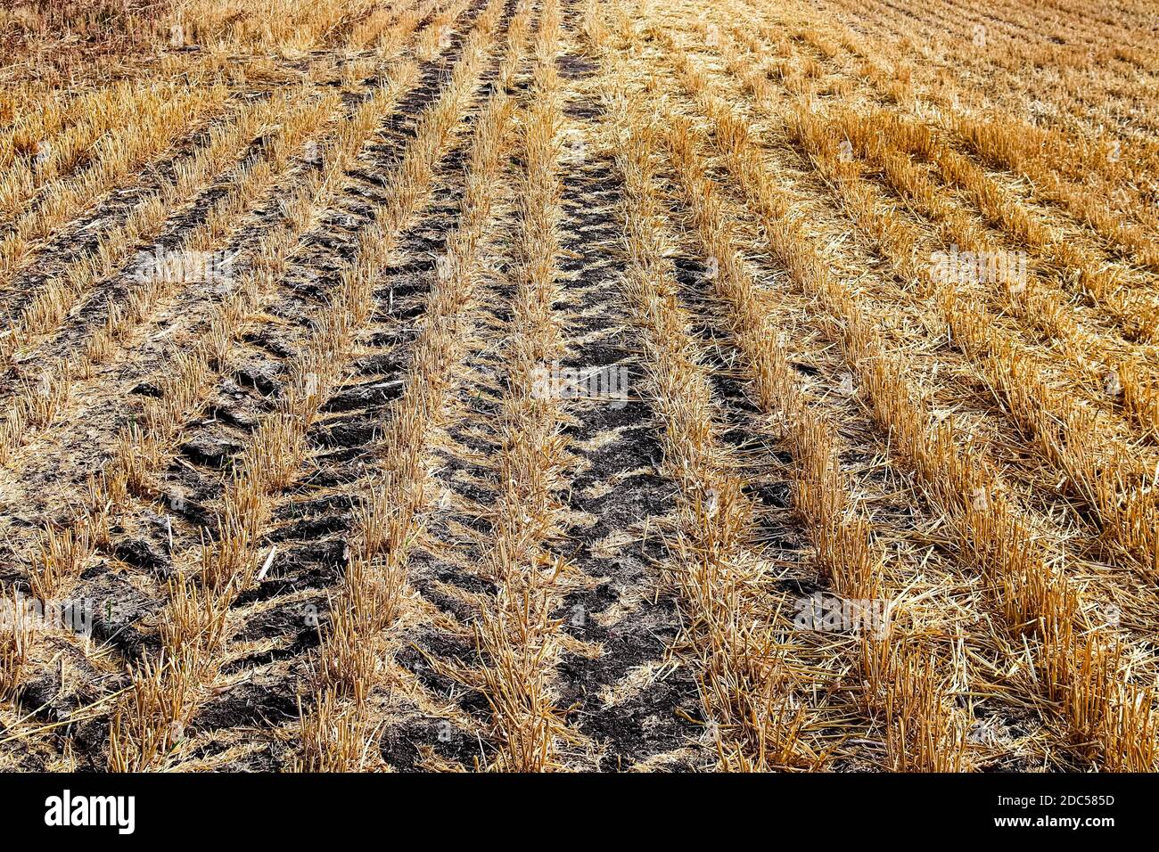 Finished cattle hi-res stock photography and images - Alamy