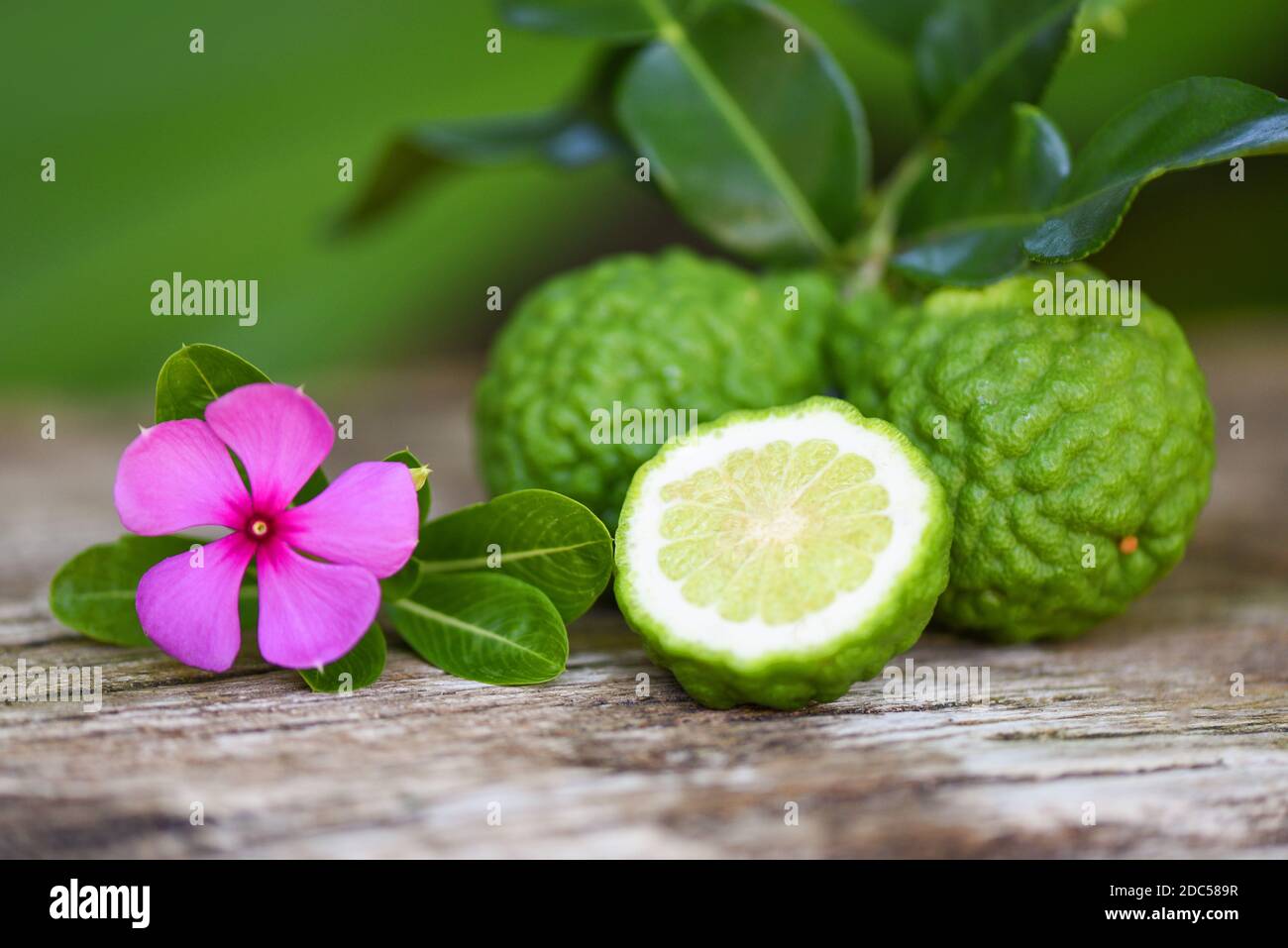 Fresh Bergamot Fruit And Pink Flower Kaffir Lime Citrus Bergamia With