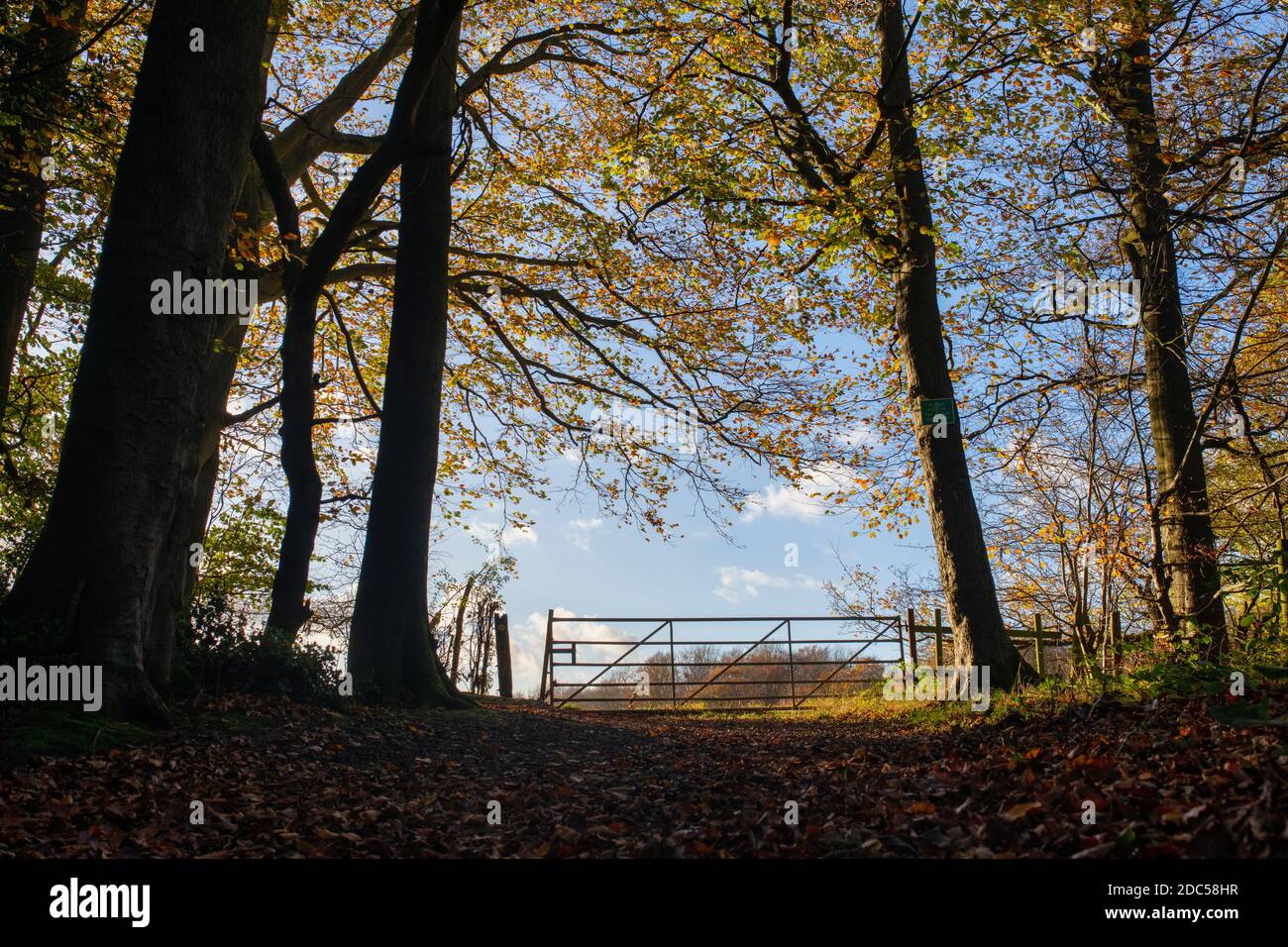 Beech trees and farm gate along the chiltern way in the late afternoon ...
