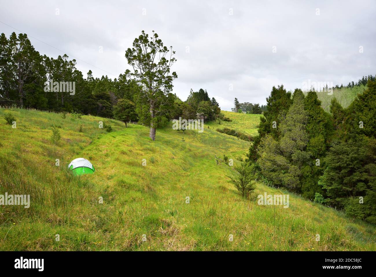 Tiny tent partially buried in long grass on sloped farmland pasture ...